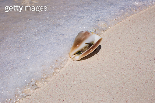 Conch shell with alive conch inside lays on a beach; Bahamas ...