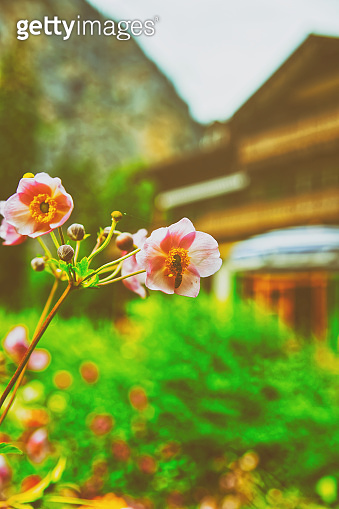 Pink garden flowers at Lauterbrunnen valley in Bern Switzerland summer ...