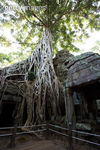 Tomb Raider Tree in Ta Prohm Temple, Temples of Angkor, Cambodia 이미지 ...