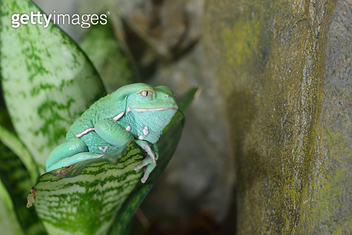 Waxy monkey leaf frog (Phyllomedusa sauvagii) in natural rainforest ...