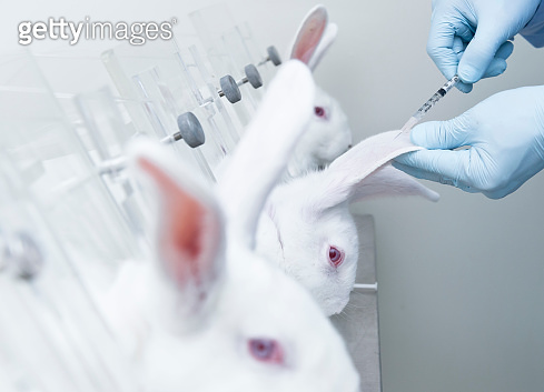 Researcher injects novel medicine into laboratory rabbit by intravenous ...