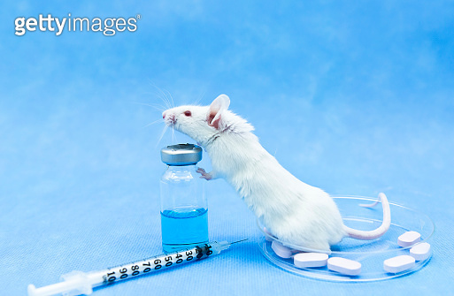 Experimental mice, pills and syringe for new drug development 이미지 ...