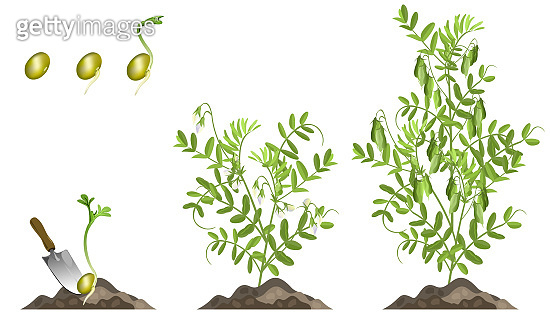 Lentil plant growth stages, set of vector illustrations. 이미지 (953631606 ...