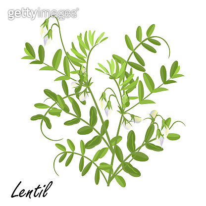 Lentil plant (Lens culinaris) with flowers, vector illustration ...