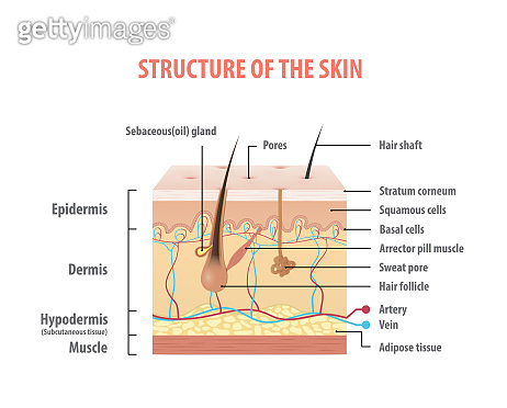 Vol.2 Structure of the skin info graphics illustration vector on white ...