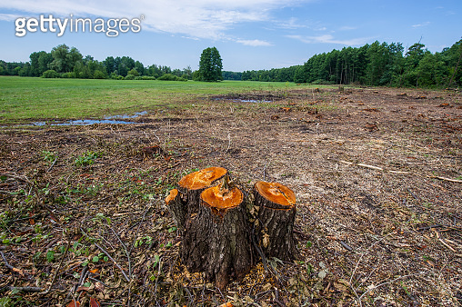 Stumps of valuable alder trees deforestation against a background of ...