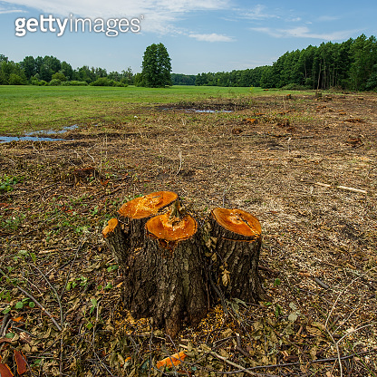 Stumps of valuable alder trees deforestation against a background of ...