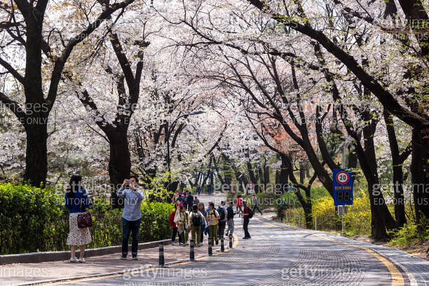 Spring in Namsan park, People enjoying Cherry Blossom. (912832396) - 게티 ...