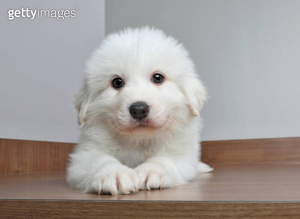 Smiling Great Pyrenees dog puppy in animal shelter 이미지 (1058626580 ...