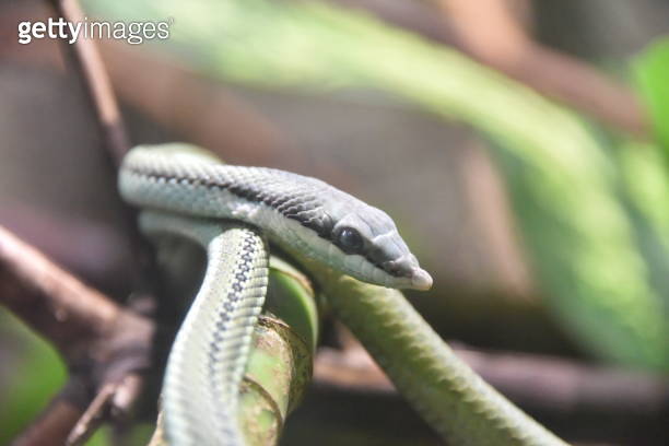 Baron's green racer profile 이미지 (1030462728) - 게티이미지뱅크