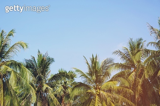 coconut palm trees farm Beachfront seaside Leave space copy write a ...