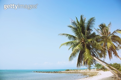 coconut palm trees farm Beachfront seaside Leave space copy write a ...