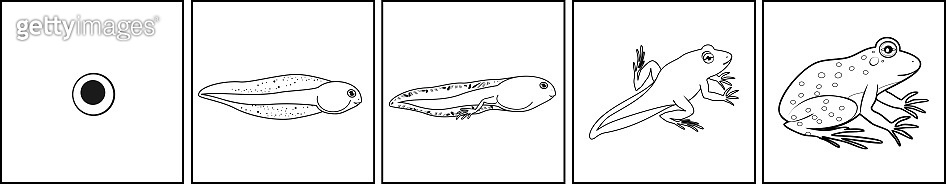 Coloring page. Life cycle of frog. Sequence of stages of development of ...