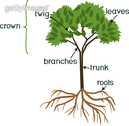 Parts of plant. Morphology of abstract tree with green crown, root ...