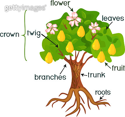 Parts of plant. Morphology of pear tree with fruits, flowers, green ...
