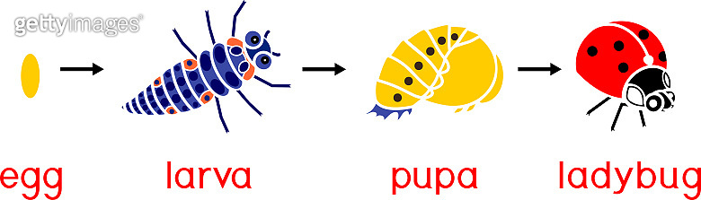 Life cycle of ladybug. Sequence of stages of development of ladybug ...