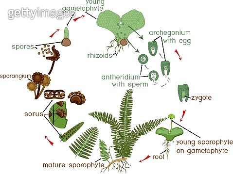 Life Cycle of Fern. Plant life cycle with alternation of diploid sporophytic and haploid ...
