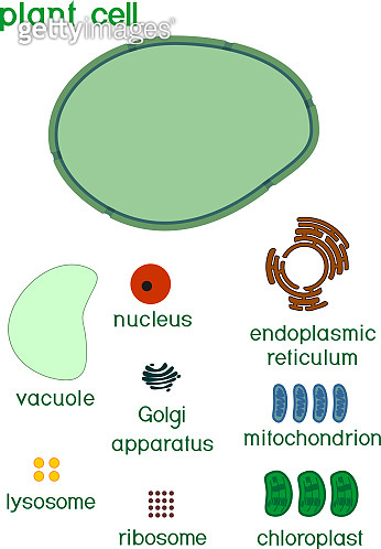 Educational game: assembling cells from ready-made components in form ...