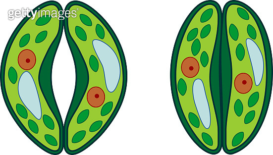 Guard Cells Of Stoma 이미지 1028226074 게티이미지뱅크 9017