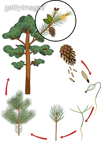 Life cycle of pine tree. Stages of plant growth from seed to mature ...