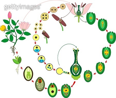 Angiosperm plant life cycle. Diagram of life cycle of flowering plant ...