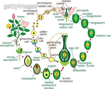 Angiosperm life cycle. Diagram of life cycle of flowering plant with ...