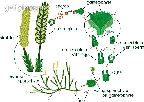Clubmoss life cycle. Diagram of life cycle of Lycopodium (Running ...