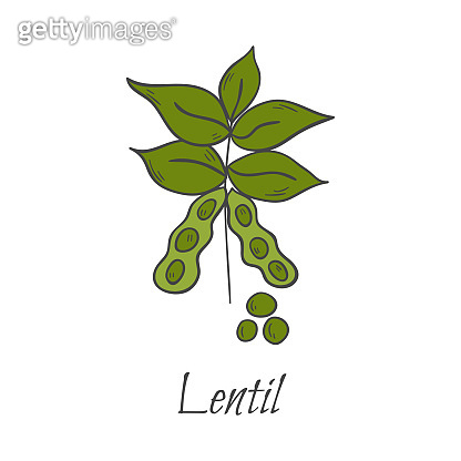 Vector cartoon hand drawn lentil icon 이미지 (922657570) - 게티이미지뱅크