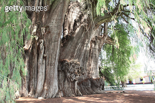 Tree of Tule, largest tree in the world, Oaxaca, Mexico (1054263316 ...