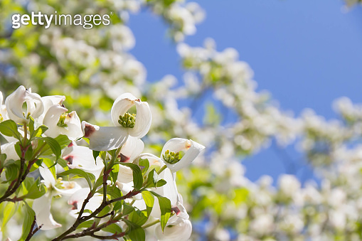 Flower of Cornus florida which began to bloom 이미지 (945442848) - 게티이미지뱅크