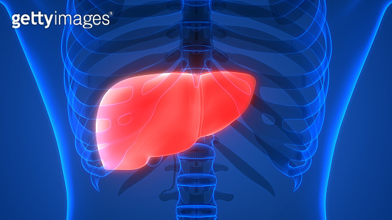 Human Liver Anatomy 이미지 1065634080 게티이미지뱅크