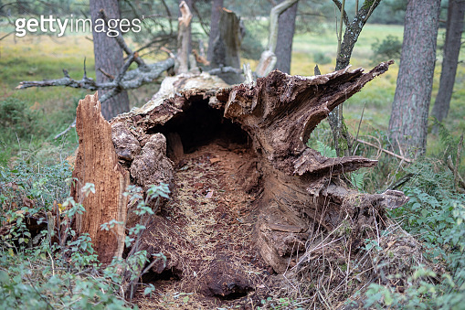 An old dry trunk of a fallen tree. A withered oak lying in the ...