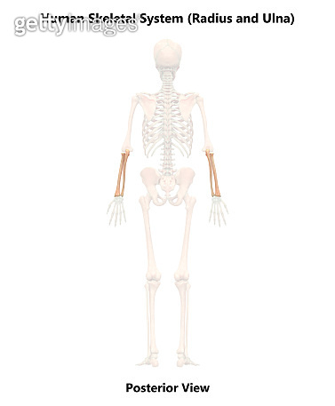 Human Skeleton System Radius and Ulna Anatomy (Posterior View ...