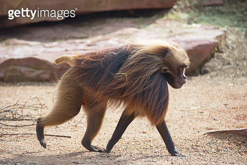 Portrait of strong alpha male master of African baboon (950424602) - 게티 ...