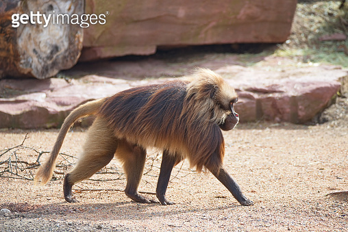 Portrait of strong alpha male master of African baboon (969568154) - 게티 ...