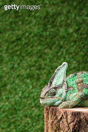 side view of beautiful bright tropical reptile sitting on stump 이미지 ...