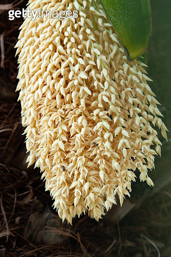 Selective focus on flowers of pygmy date palm with bees. (1068479056 ...