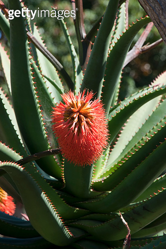 Aloe rupestris or bottlebrush aloe a native of southern africa ...