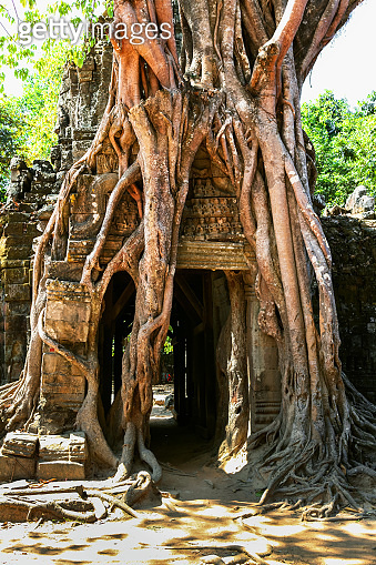 Prasat Ta Prum or Ta Prohm Temple complex, near Siem Reap, Cambodia ...