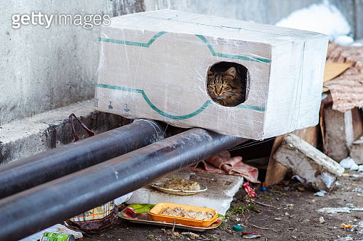 stray animals in winter, homeless cat sitting on a heating main ...