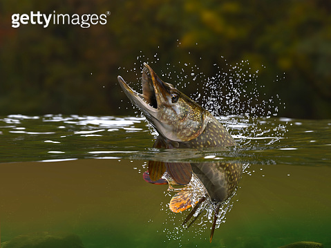 Northern Pike fish jumping in river halfwater view 3d realitstic render ...