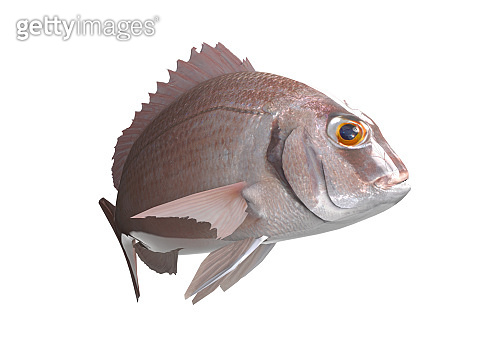 Saltwater red snapper side view pose with curved tail 3d render ...