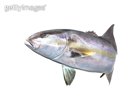 Cutout transparent image of greater amberjack fish with curved tail 3d ...