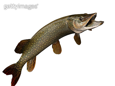 Freshwater pike fish pointing upwards 3d render image (1066703432) - 게티 ...