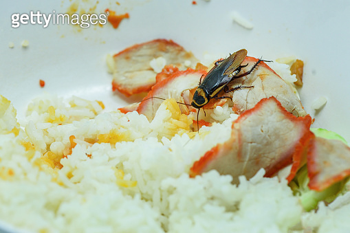 dirty food / cockroaches eating rice food living in the kitchen at ...