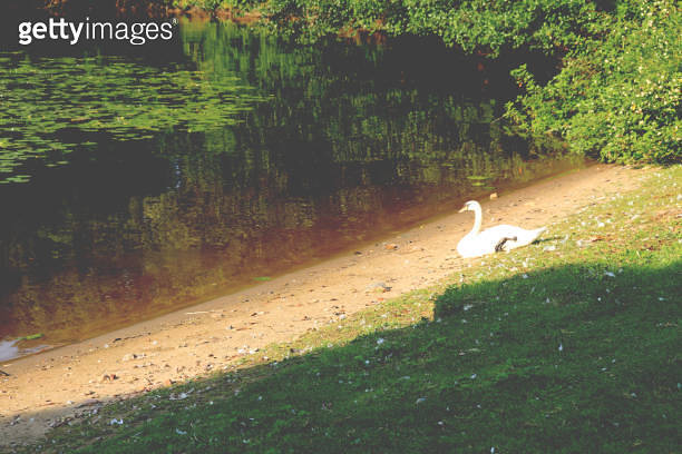 Swan sunbathing on shore of the park pond. Central Park of Culture and ...
