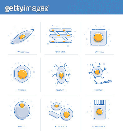 Human Cells Icons Set 이미지 (942522876) - 게티이미지뱅크