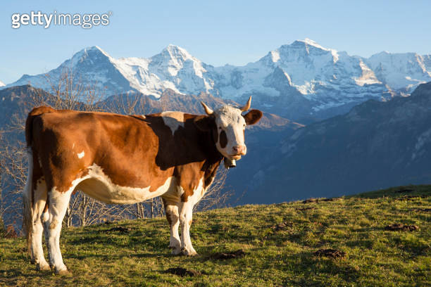 View past cow from Beatenberg to mountains 이미지 (954349166) - 게티이미지뱅크