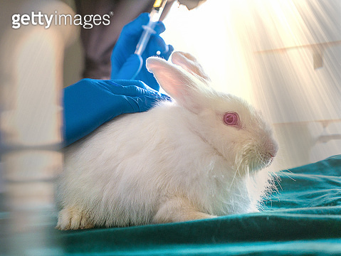 The closeup of a white rabbit in the laboratory with doctor in uniform ...