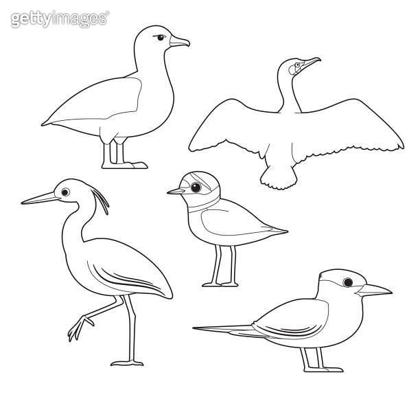 African Bird Coloring Book Albatross Cormorant Egret Plover Tern ...